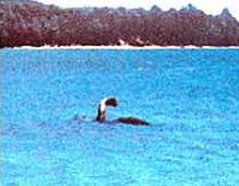 Port Henry's "Champ" - The Monster, The Myth, The Legend!