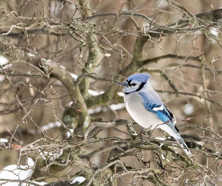 23rd Annual Great Backyard Bird Count - Ticonderoga 360